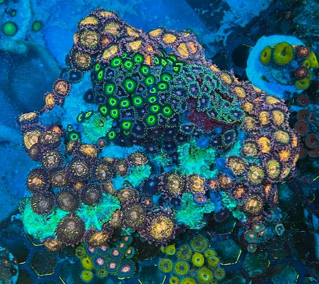 IMG_0438.png?v=1751387058