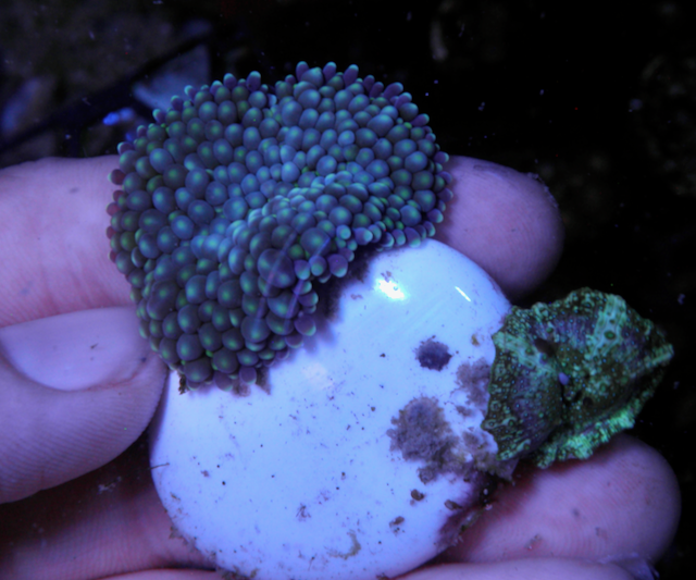 P1010372.png?v=1751294683