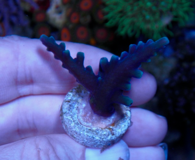Big Oregon Blue Acropora Tortuosa | Reef Aquarium Coral – Reef Gardener