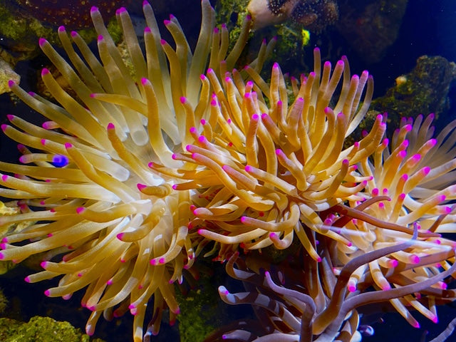 ReefGardener.com – Reef Gardener