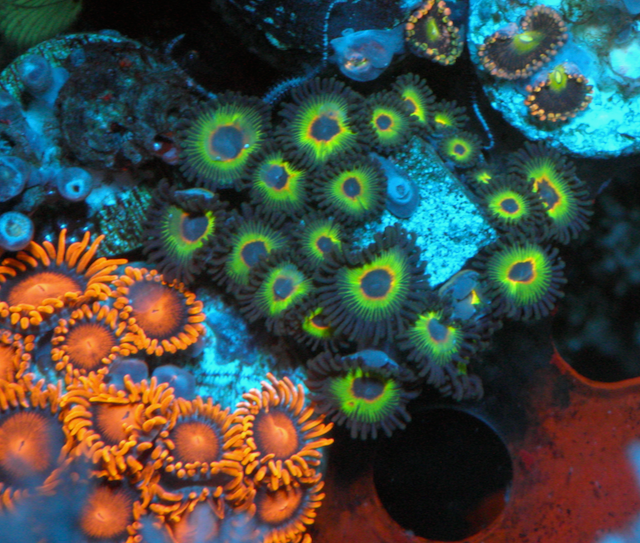 Bob Marley Reverse Rasta Zoanthids Zoas | Reef Gardener