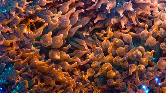 ReefGardener.com – Reef Gardener