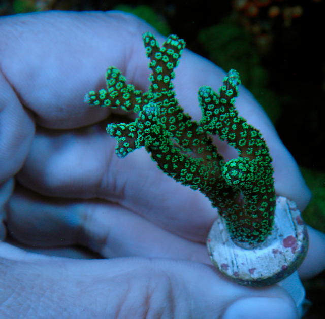 ReefGardener.com – Reef Gardener