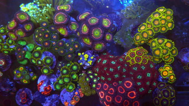 ReefGardener.com – Reef Gardener