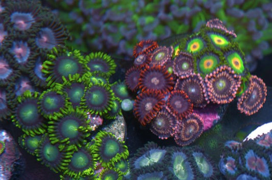 Products – Reef Gardener