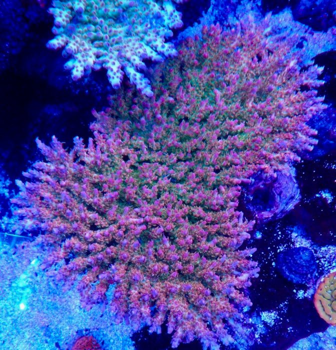 Pink Vivid's Confetti Acropora Coral Reef Saltwater Aquarium SPS – Reef ...