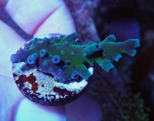 ReefGardener.com – Reef Gardener