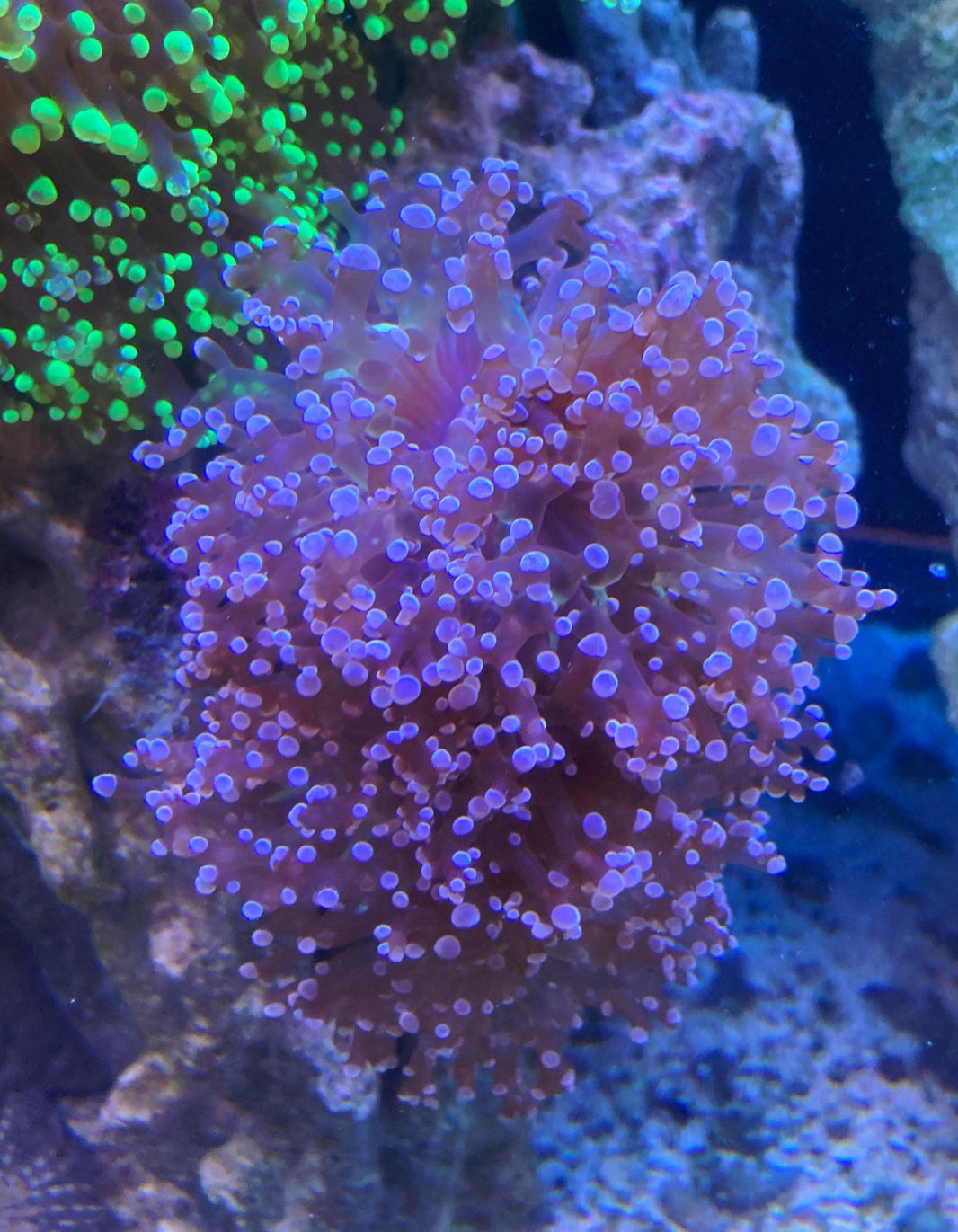 ReefGardener.com