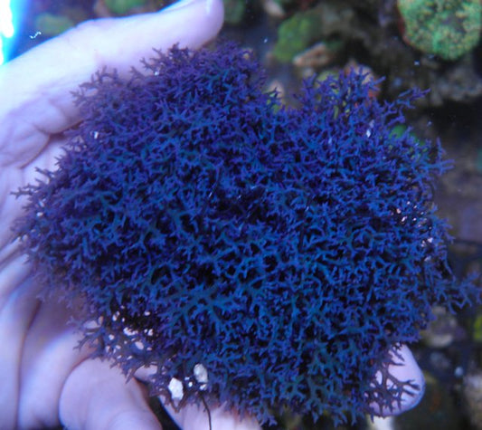 ReefGardener.com – Reef Gardener