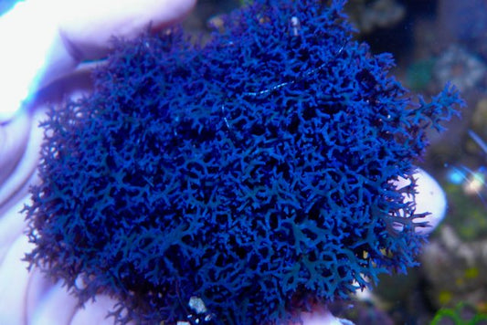 ReefGardener.com – Reef Gardener