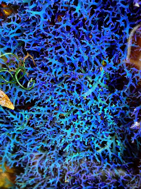 Blue Ball Hypnea Macro Algae Refugium Coral Aquarium Sea Horse – Reef ...