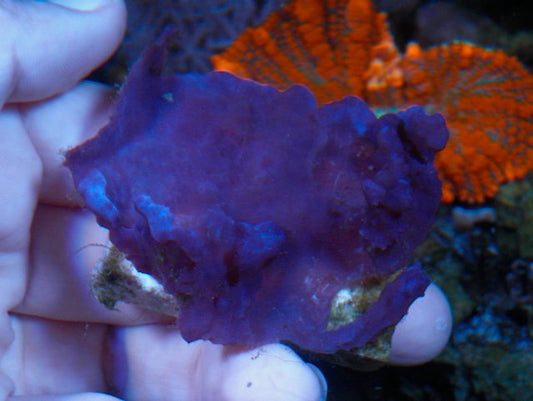 ReefGardener.com – Reef Gardener