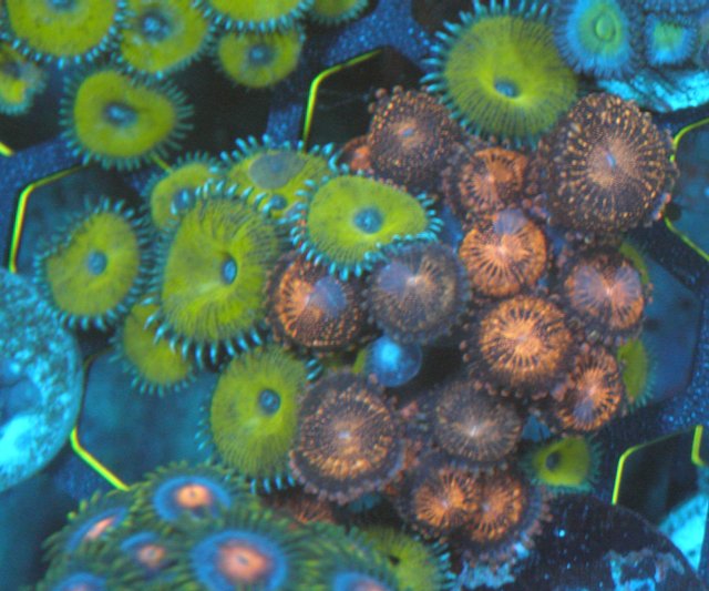 Cherry Charm Pink Nuclear Green Zoanthids Palythoa Coral Reef | Reef ...