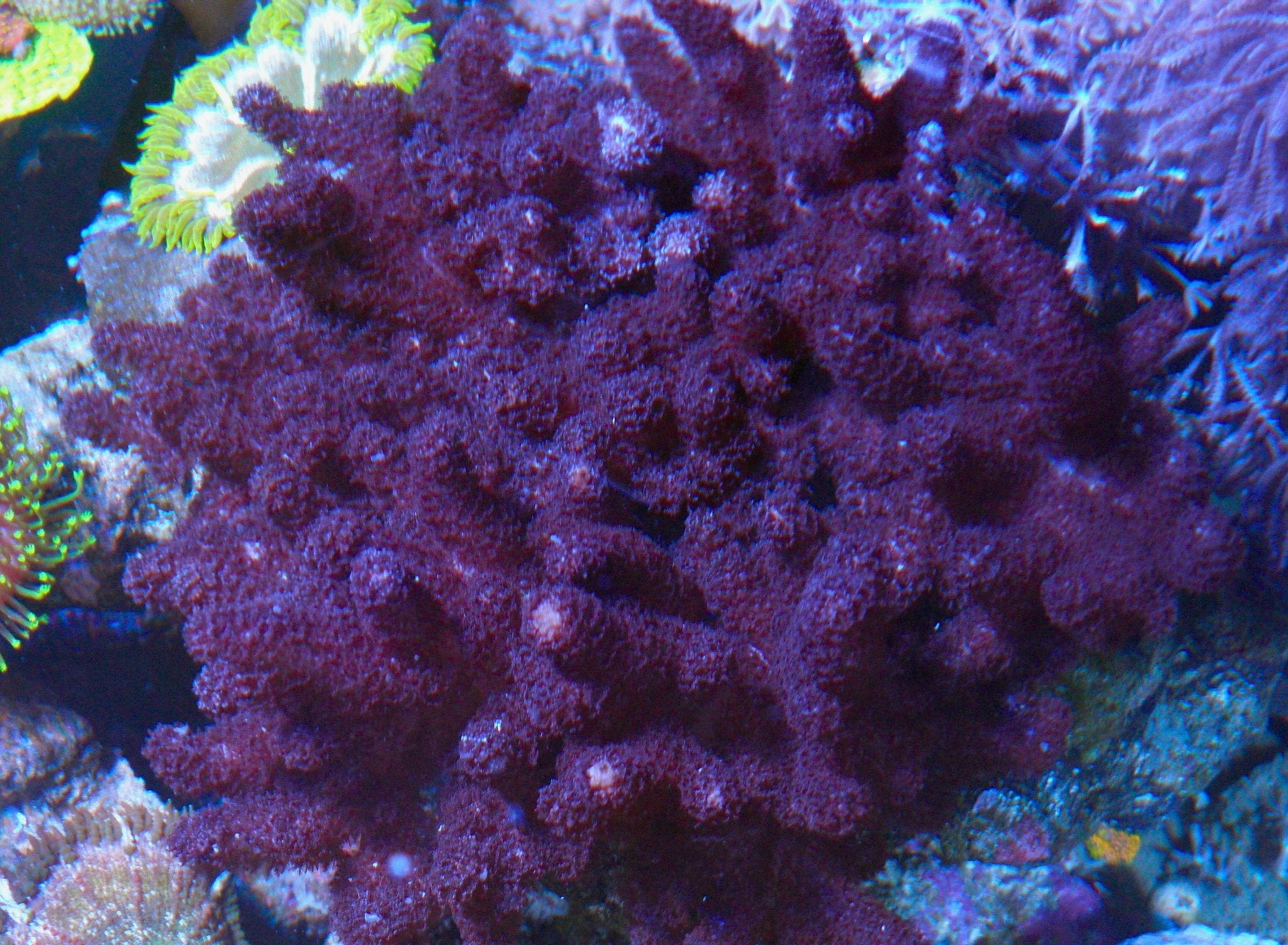 Cookies and Cream Devil's Hand Leather Coral Reef Aquarium – Reef Gardener