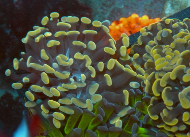 ReefGardener.com – Reef Gardener