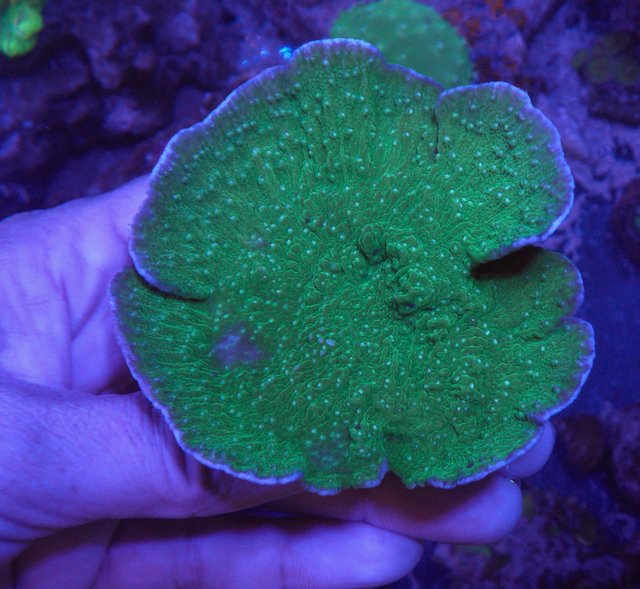 ReefGardener.com – Reef Gardener