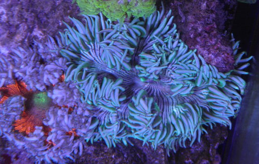ReefGardener.com – Reef Gardener