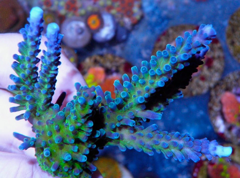 ORA Cali Blue Green Acropora Tortuosa SPS Coral Reef Aquarium | Reef ...
