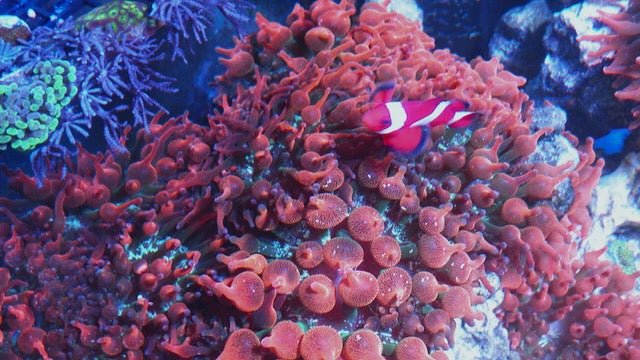 ReefGardener.com – Reef Gardener