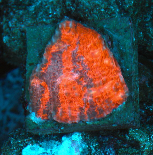 ReefGardener.com – Reef Gardener