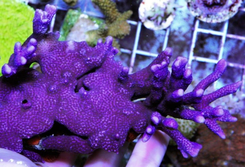 True Purple Montipora digitata Coral Reef Aquarium SPS Saltwater | Reef ...