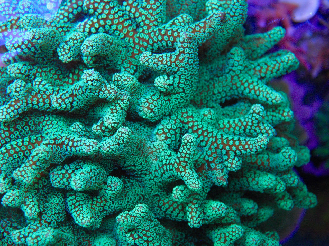 ReefGardener.com – Reef Gardener